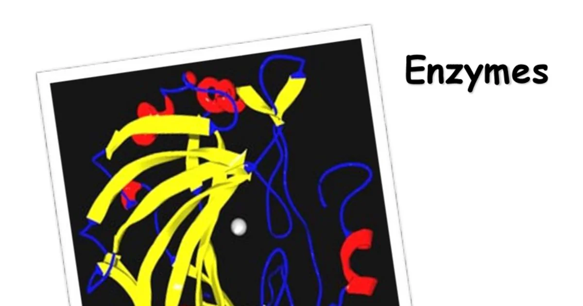 Enzymes, Biology | Algor Library