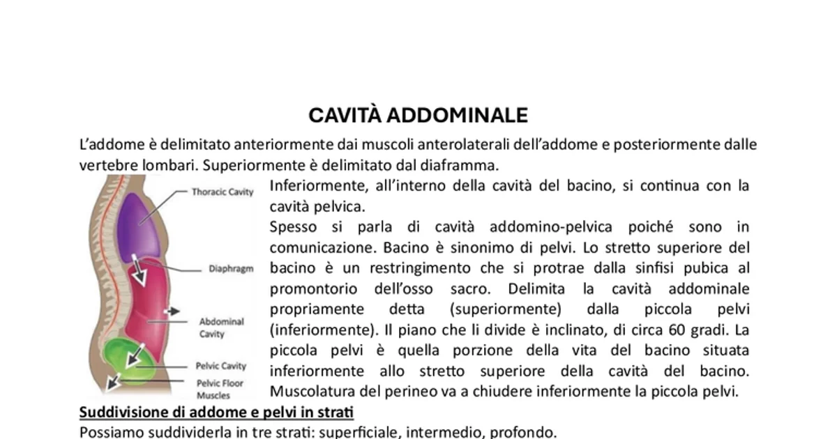 Cavità Addominale, Anatomia | Algor Library