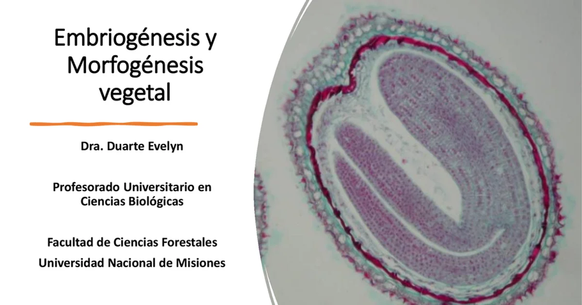 Embriogénesis y Morfogénesis vegetal | Algor Library