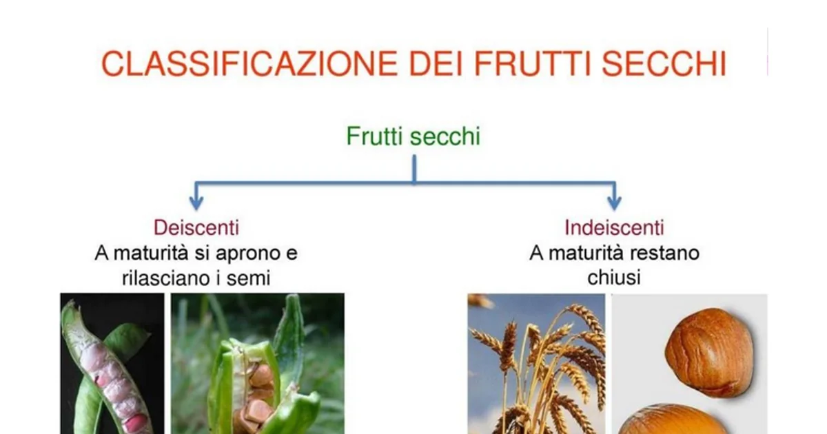 Classificazione dei Frutti Secchi | Algor Library