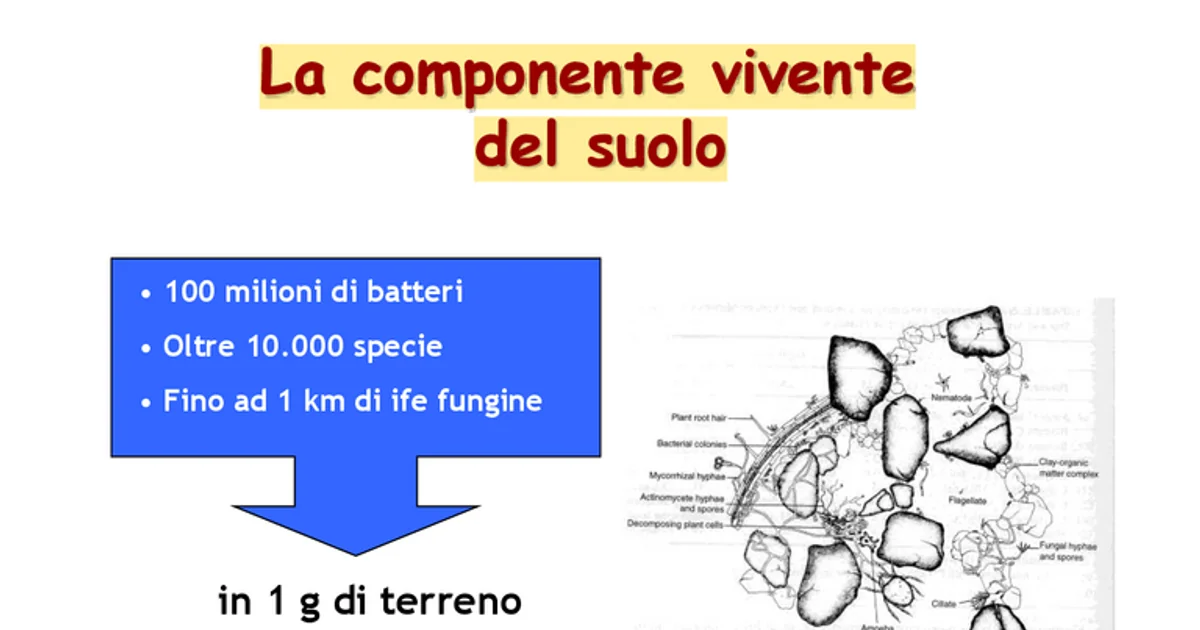 La Componente Vivente del Suolo | Algor Library