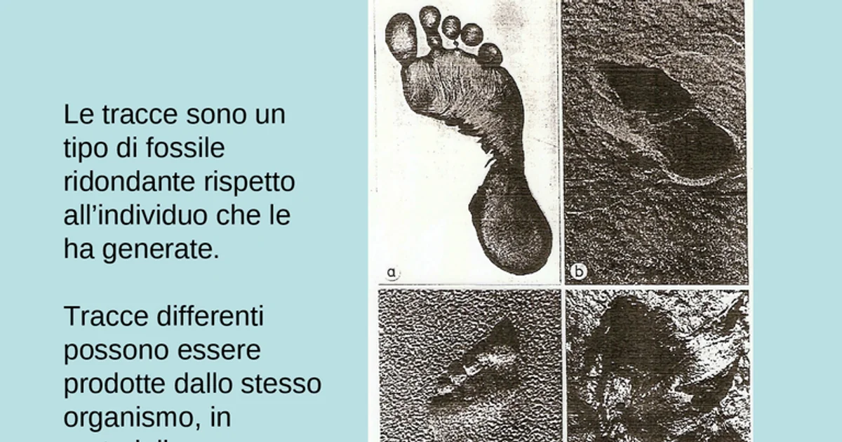 Tracce Fossili, Tipologie ed Esempi | Algor Library