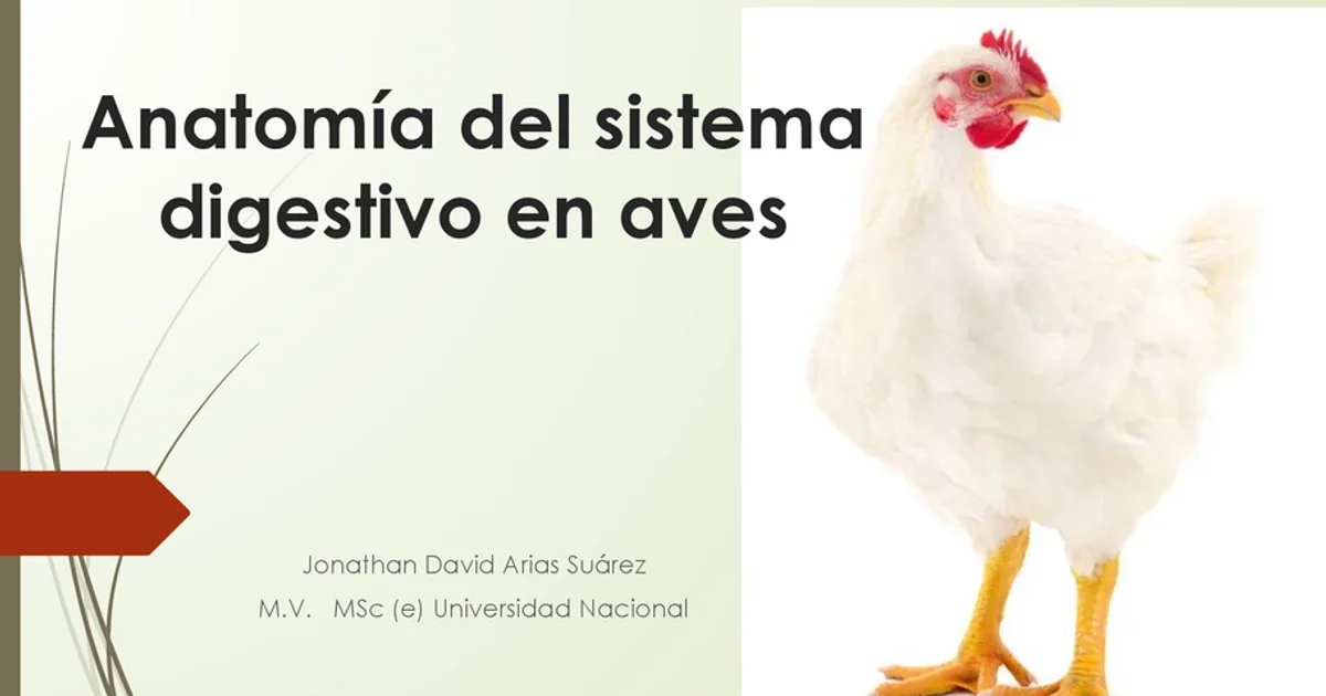 Anatomía del sistema digestivo en aves, UNAL | Algor Library