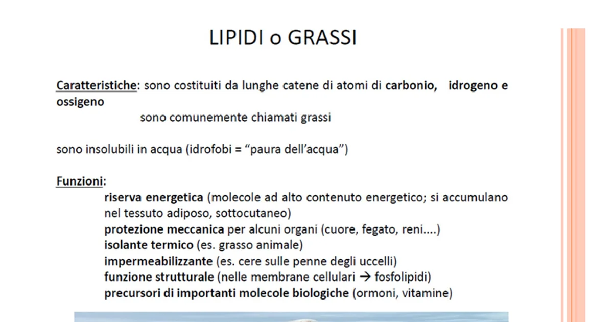 Lipidi o Grassi, Caratteristiche e Funzioni | Algor Library