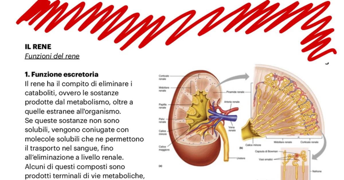 Il Rene Funzioni del Rene | Algor Library