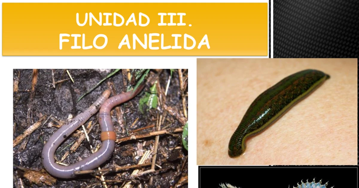 Unidad III, Filo Annelida | Algor Library