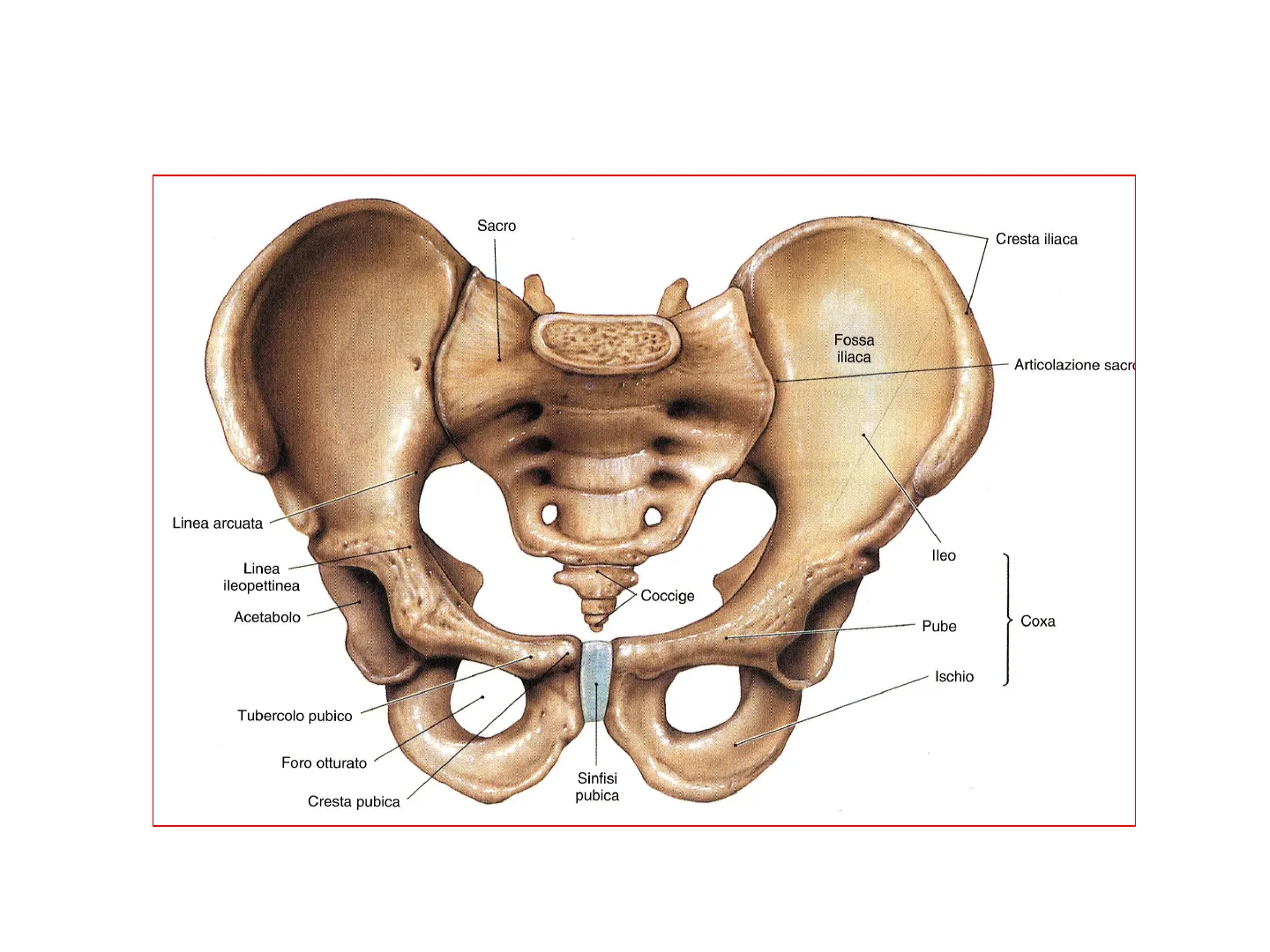 La Pelvi e Pavimento Pelvico, UNIPA | Algor Library