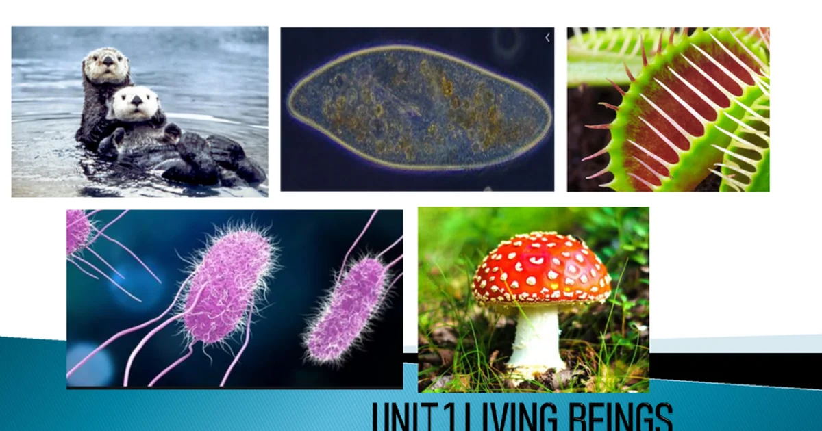 Unit 1 Living Beings | Algor Library