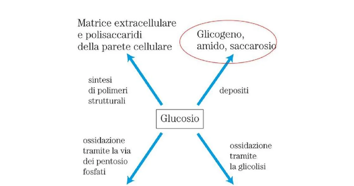 Glicolisi, Vie Metaboliche Glucosio | Algor Library