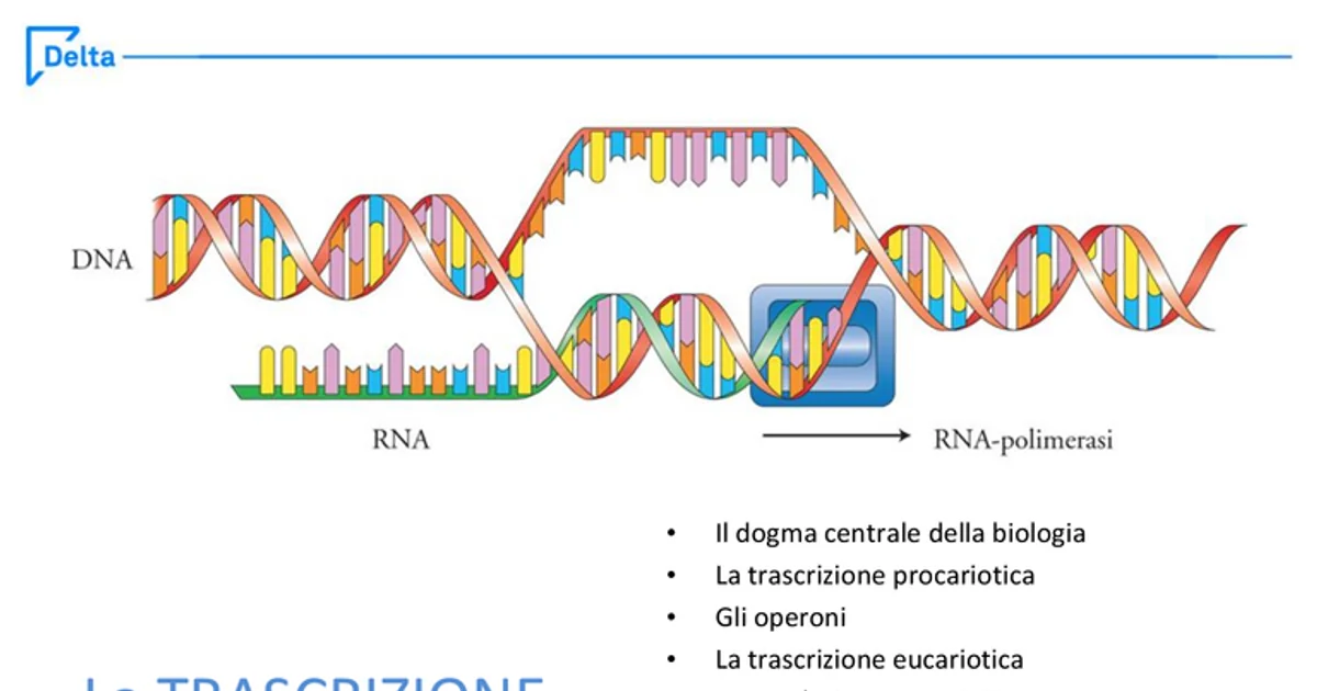 La Trascrizione del DNA, Delta | Algor Library
