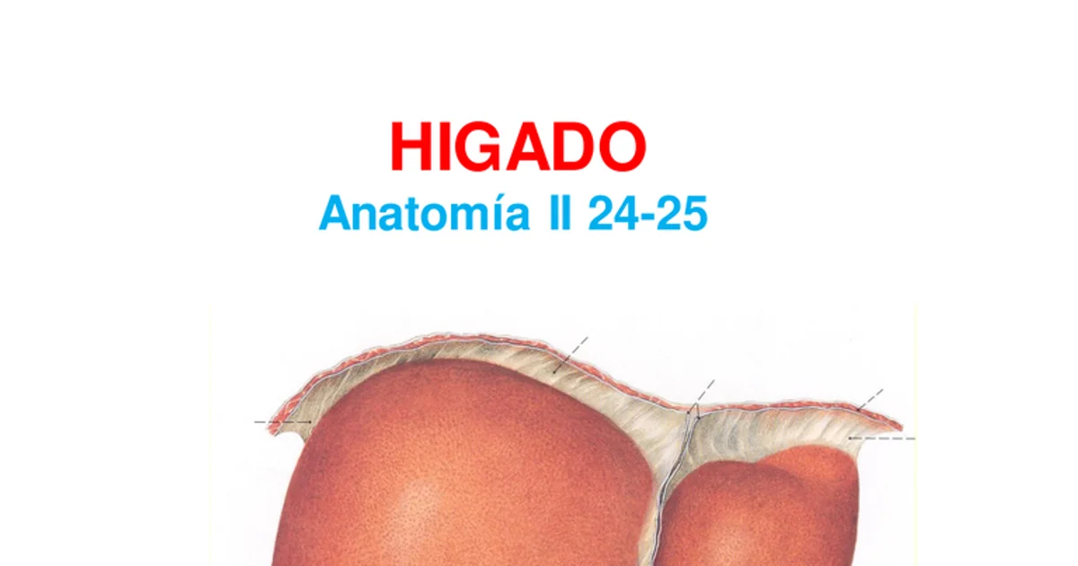 Anatomía del Hígado, Biología | Algor Library