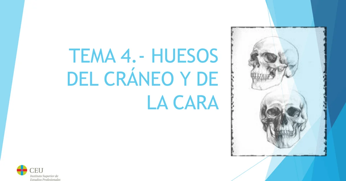 Huesos del Cráneo y de la Cara, CEU ISPE | Algor Library