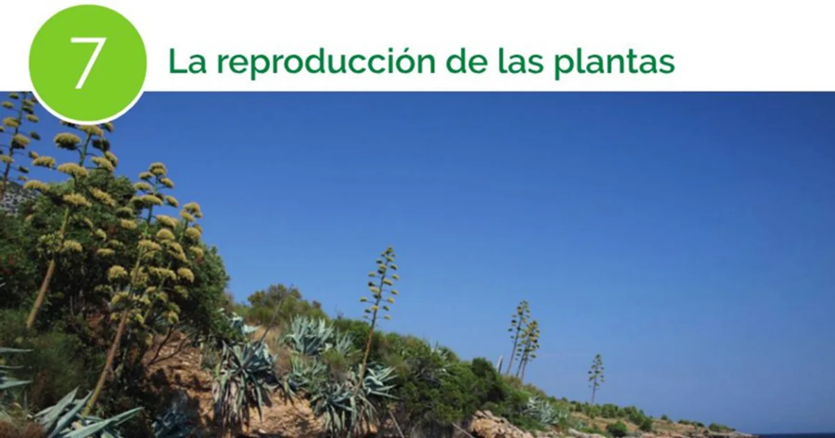 La reproducción de las plantas | Algor Library