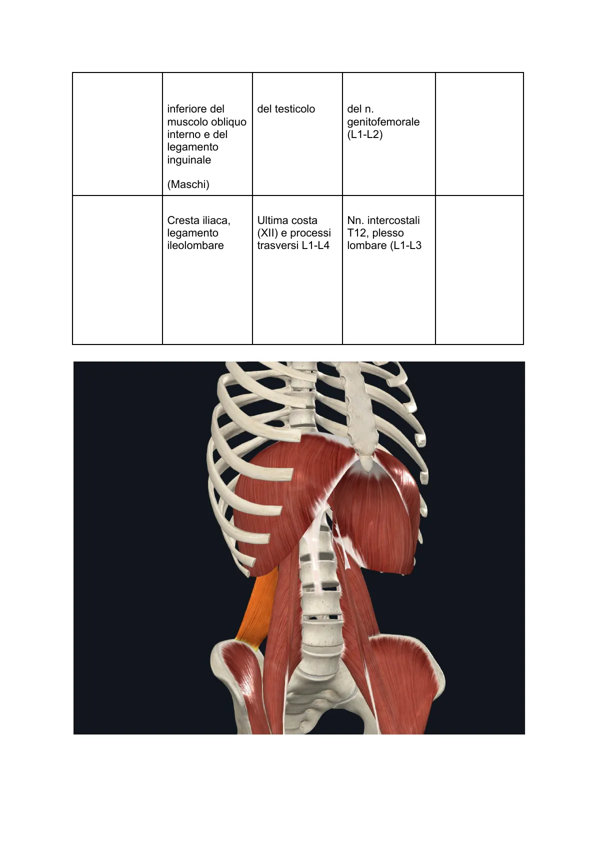 Muscoli della Parete Addominale | Algor Library