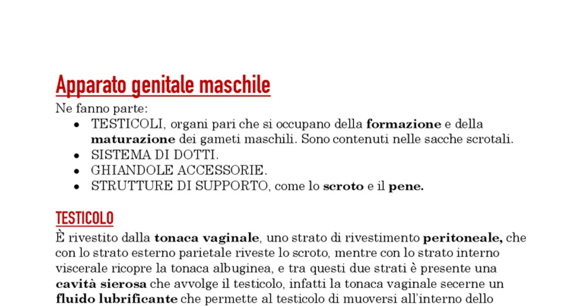 Apparato Genitale Maschile, Spermatogenesi | Algor Library