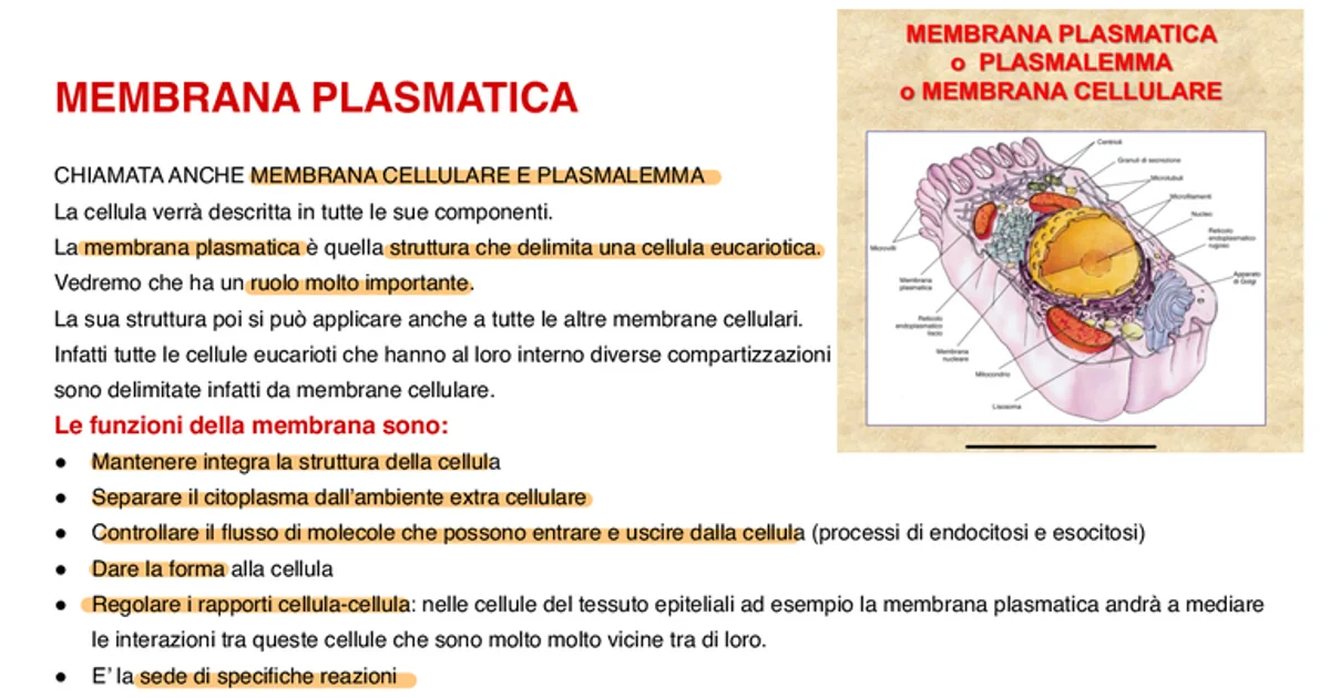 Membrana Plasmatica, Università | Algor Library