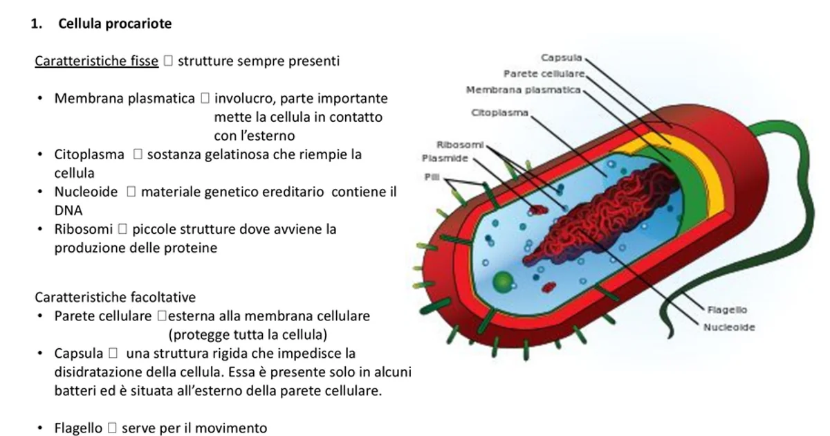 Cellule Procariote ed Eucariote, Biologia | Algor Library