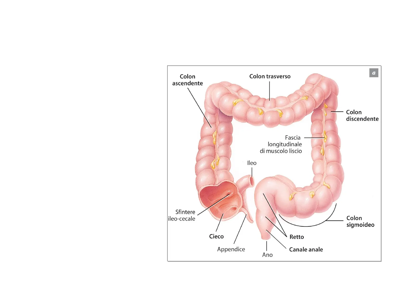 Organi, Struttura, Tonache Muscolare e Avventizia | Algor Library