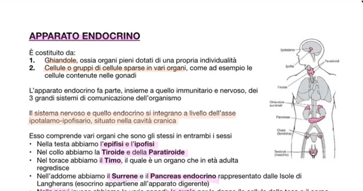 Apparato Endocrino, Biologia | Algor Library