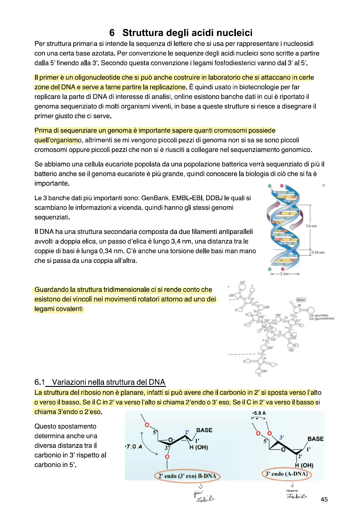 Struttura Acidi Nucleici | Algor Library