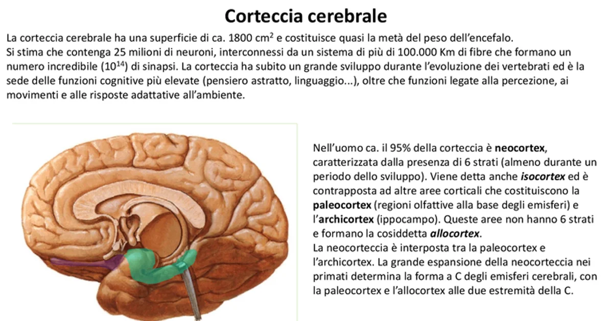 Corteccia Cerebrale, Neuroni e Funzioni | Algor Library