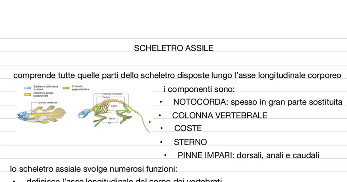Scheletro Assile, Università | Algor Library
