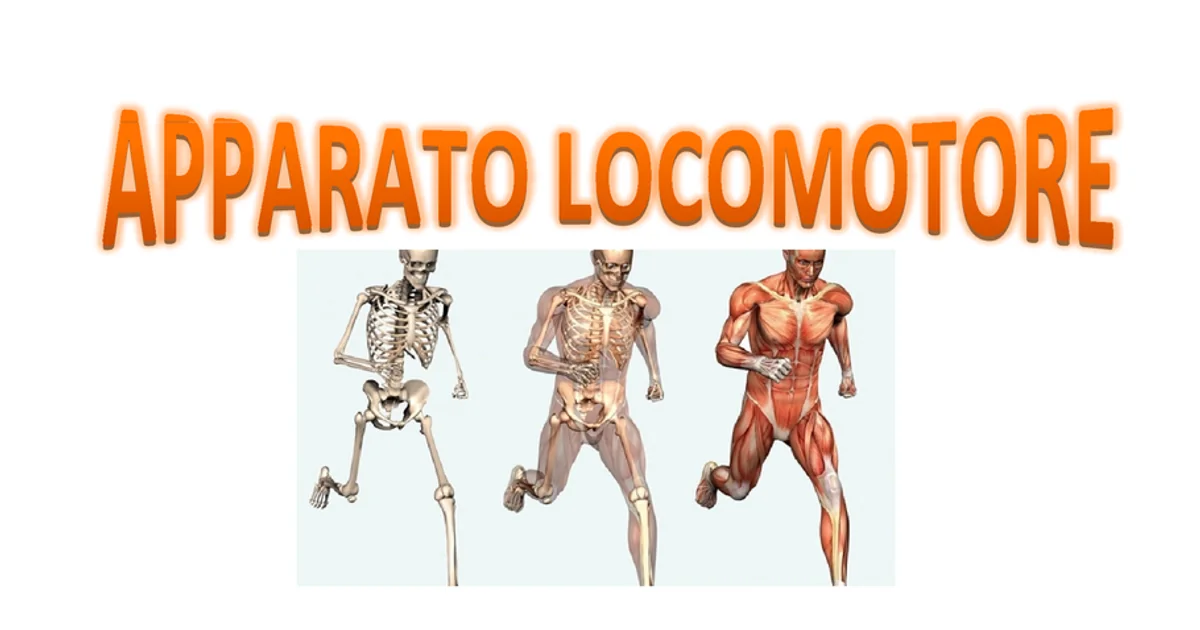 Apparato Locomotore | Algor Library