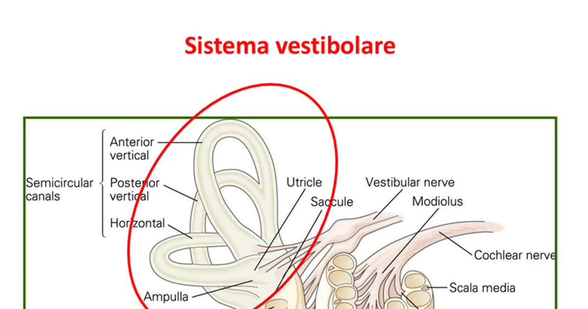 Sistema Vestibolare | Algor Library