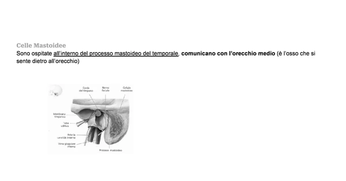 Anatomia Osso Ioide, Colonna Vertebrale | Algor Library