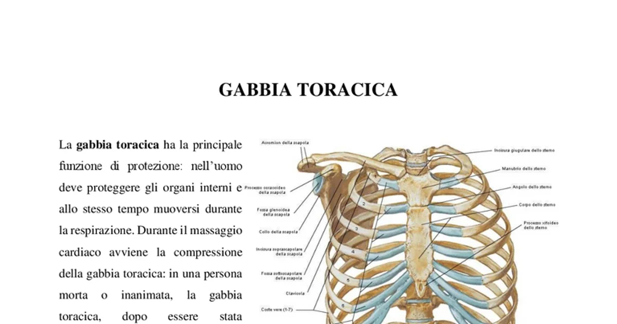Gabbia Toracica | Algor Library