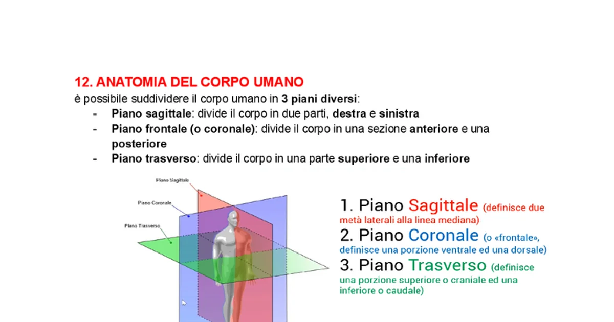Anatomia del Corpo Umano | Algor Library