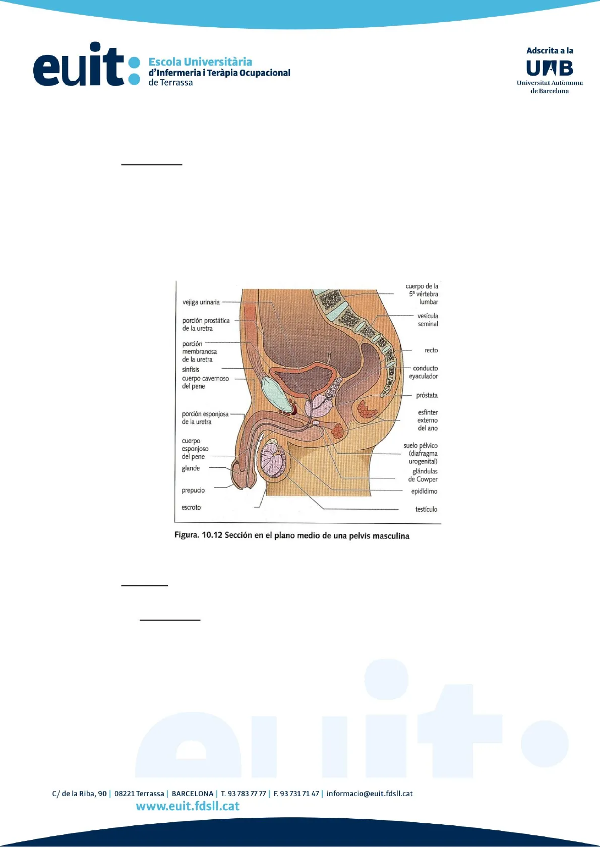 Aparato Genital Masculino, EUIT Terrassa | Algor Library