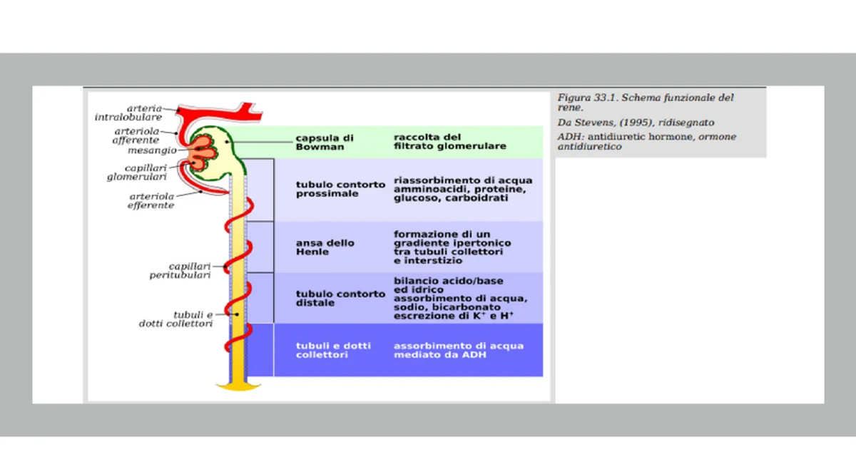 La Filtrazione Glomerulare | Algor Library
