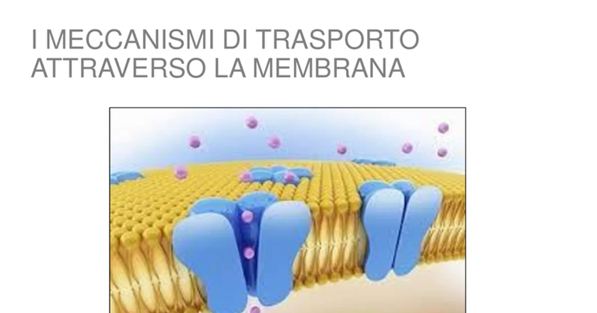 Meccanismi Trasporto Membrana | Algor Library