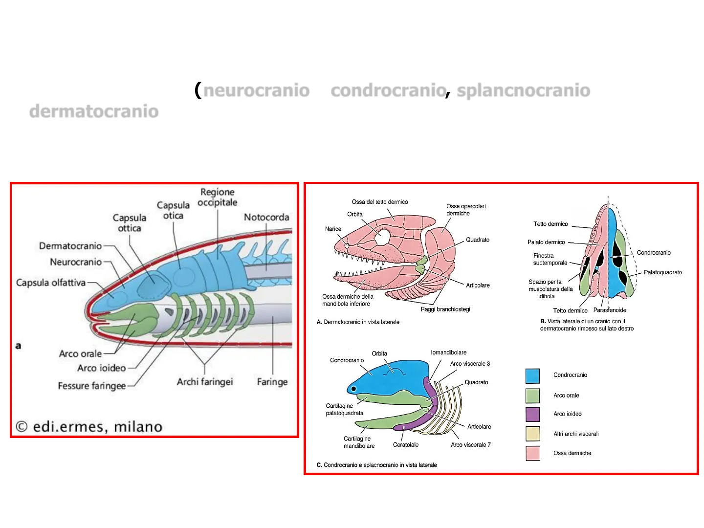 Scheletro Cefalico, il Cranio | Algor Library