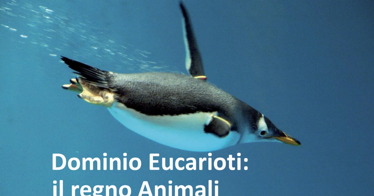 Dominio Eucarioti, il regno Animali | Algor Library