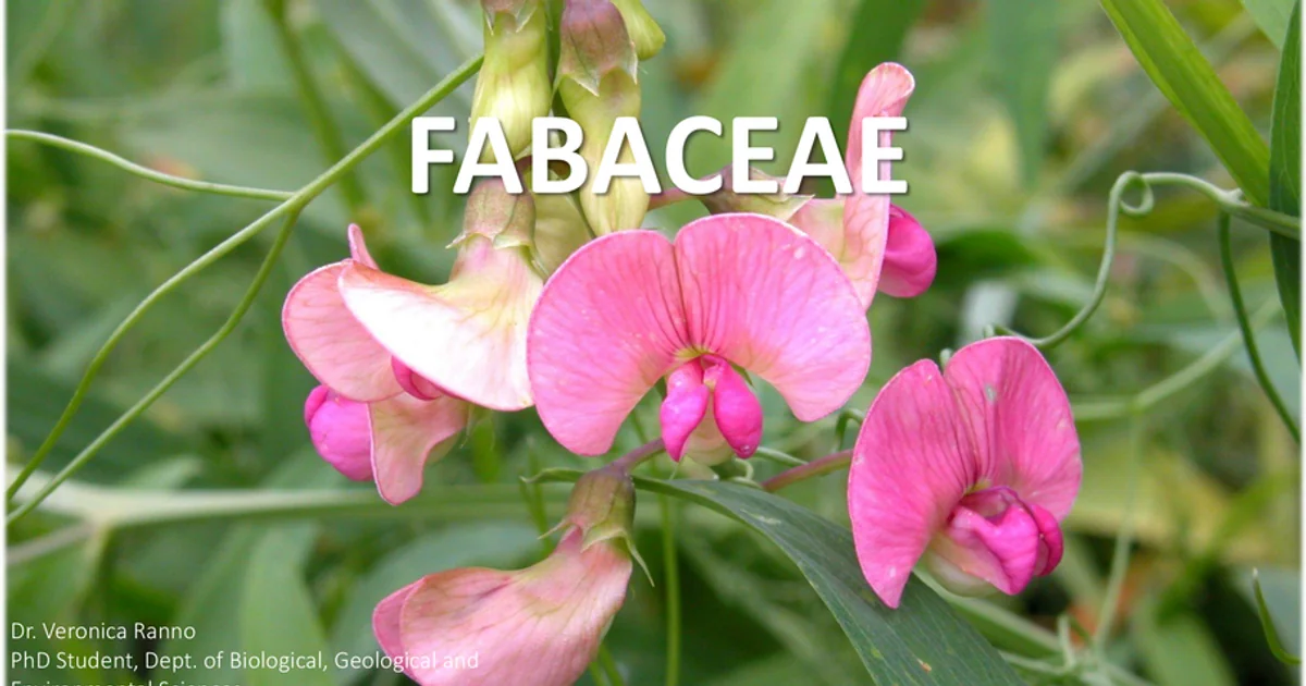 Fabaceae, Università di Catania | Algor Library