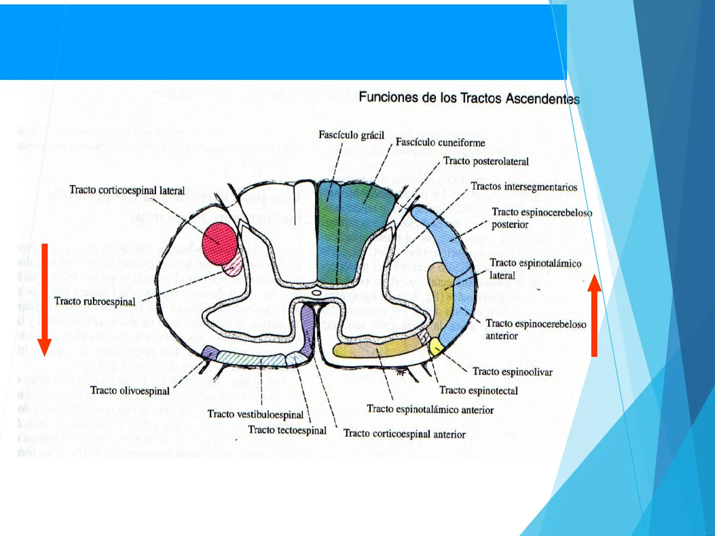 Vias Medulares Aferentes, Universidad | Algor Library