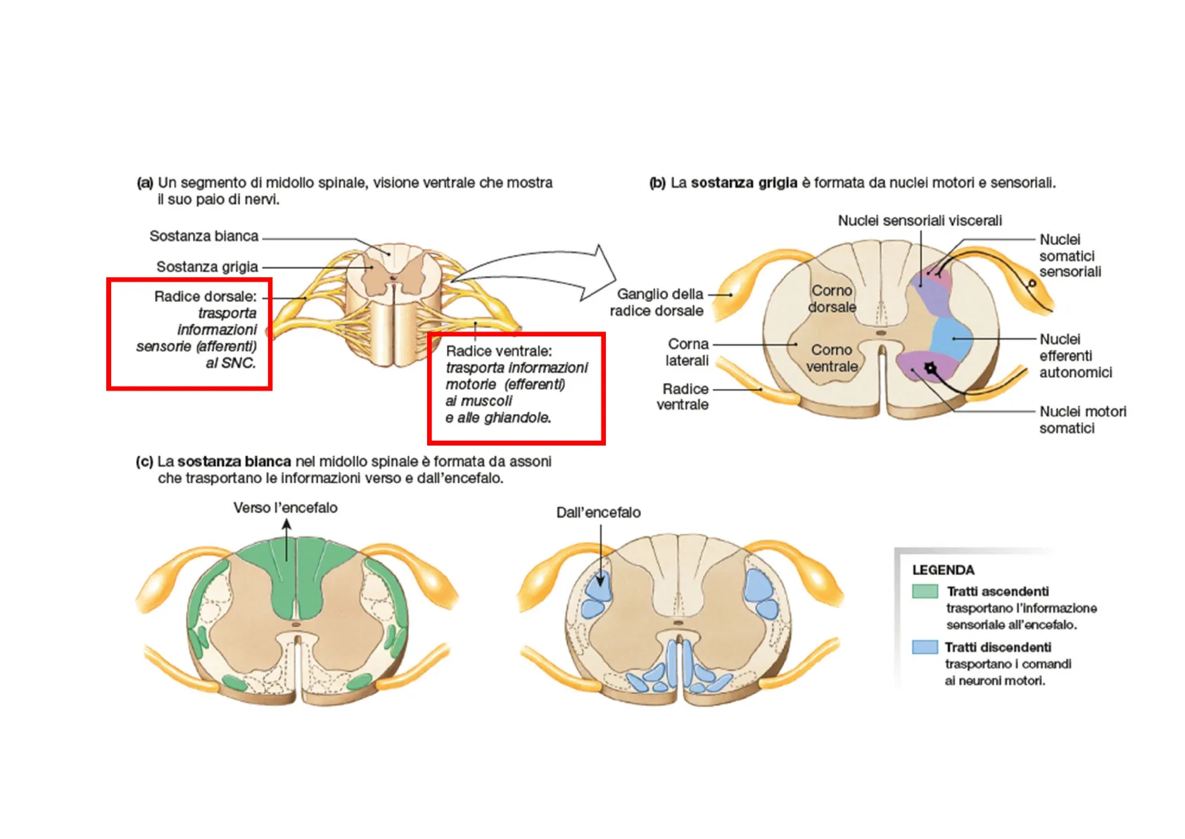 Sistema Nervoso, Biologia | Algor Library