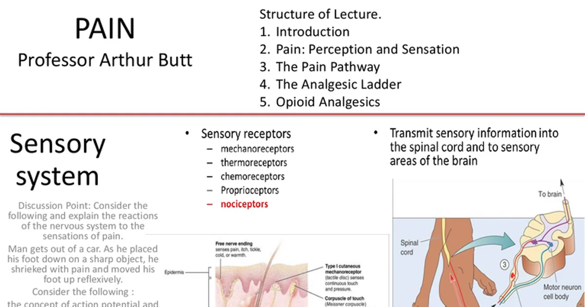 Pain Perception and Neural Pathways | Algor Library