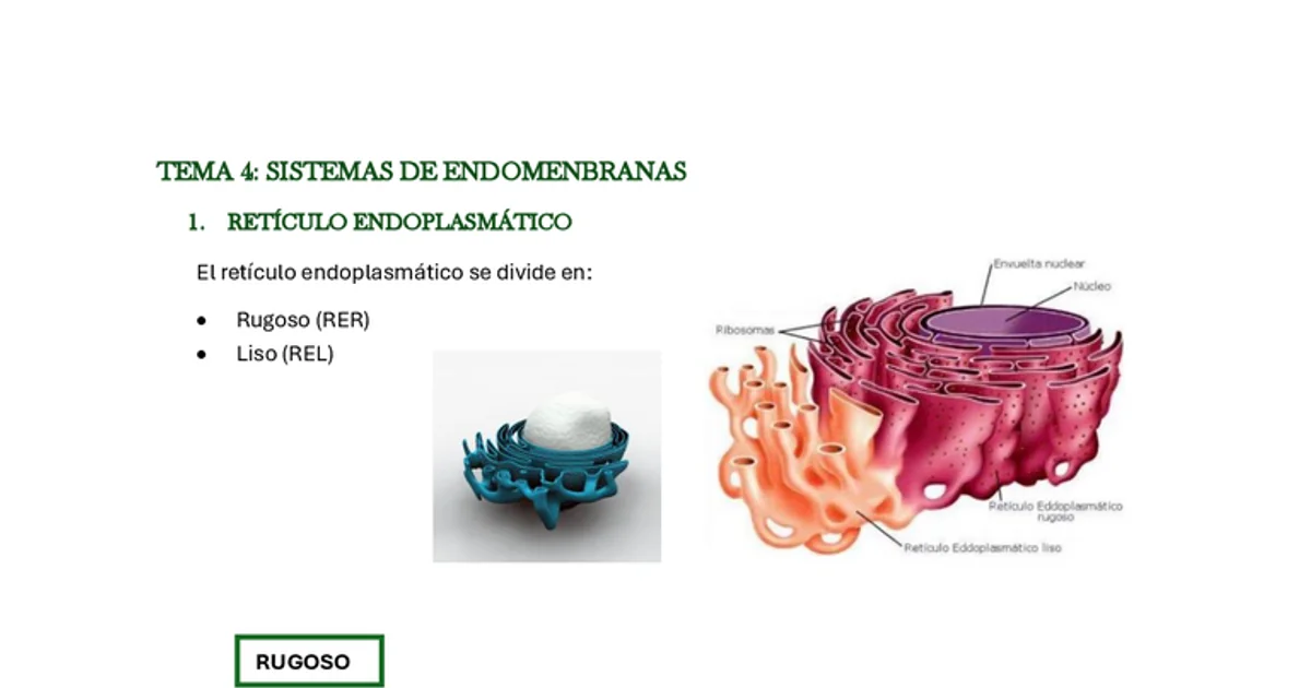 Sistemas de Endomembranas | Algor Library