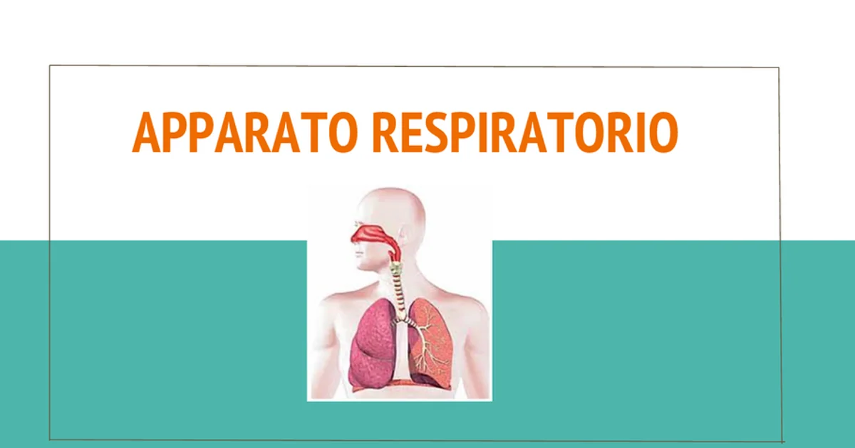 Apparato Respiratorio, Volumi Polmonari | Algor Library