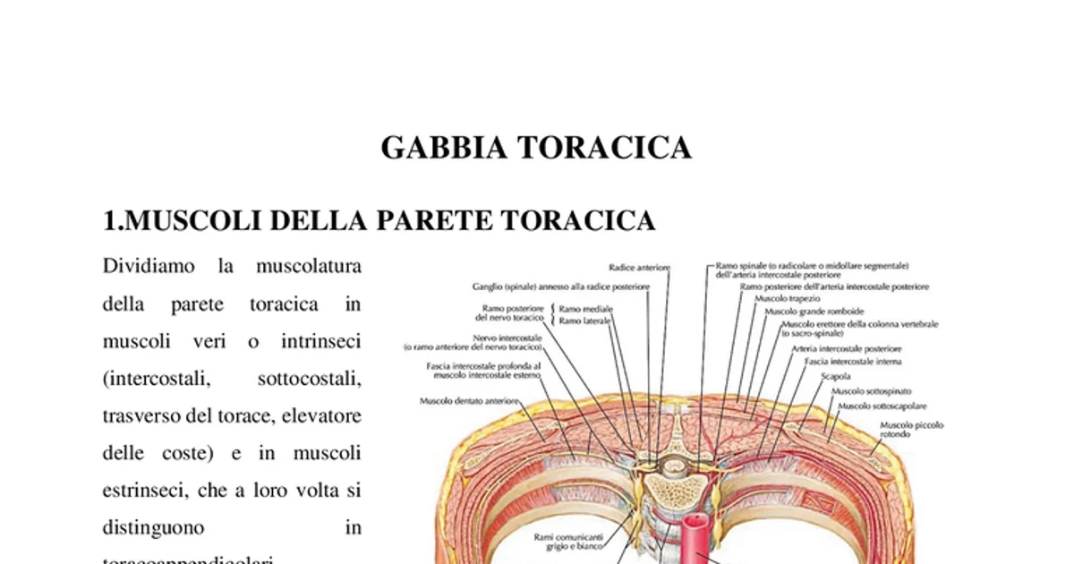 Gabbia Toracica, Anatomia Muscoli Diaframma | Algor Library