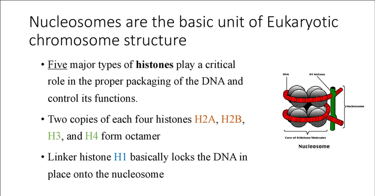 Nucleosomes Eukaryotic Chromosome Structure | Algor Library