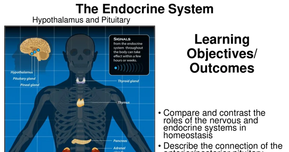 The Endocrine System | Algor Library