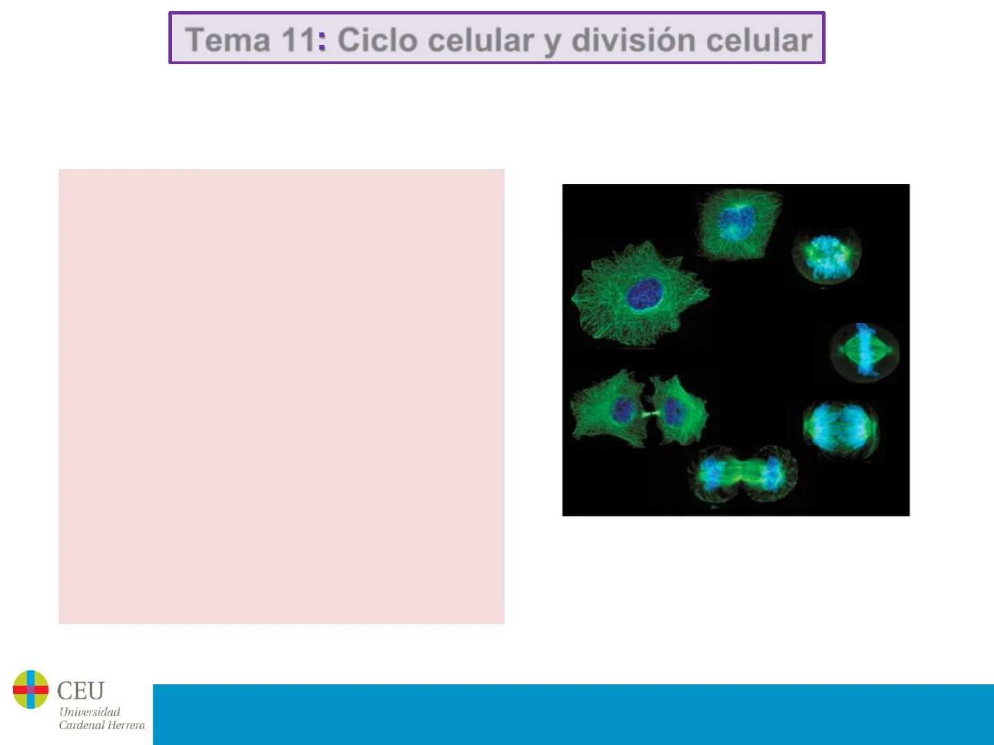Ciclo Celular y División, CEU UCH | Algor Library