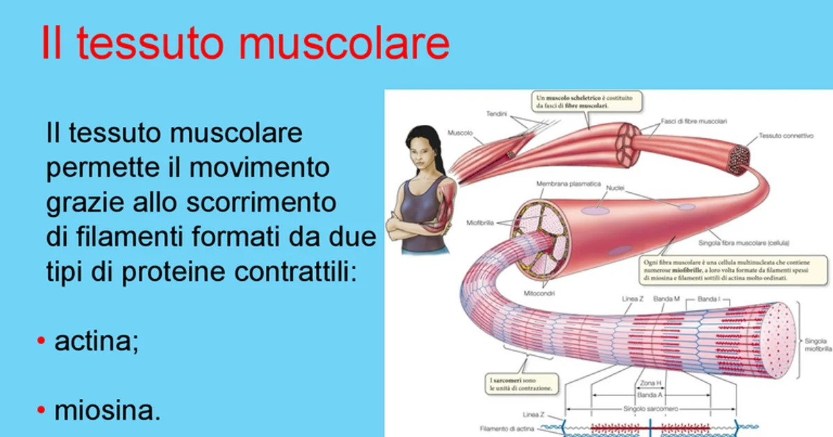 Il tessuto muscolare, Biologia | Algor Library